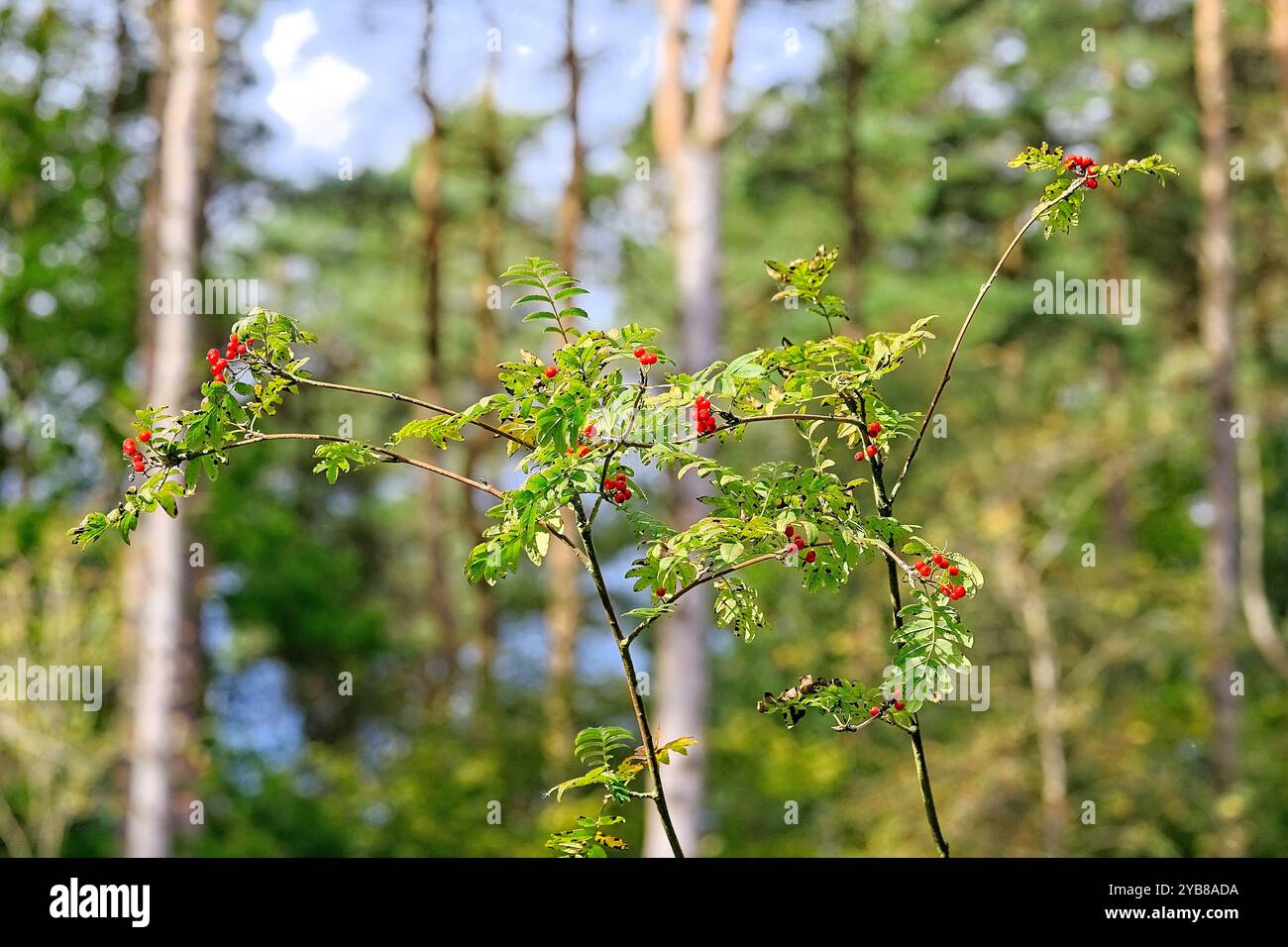 Small Rowan tree branch with red berries Stock Photo - Alamy