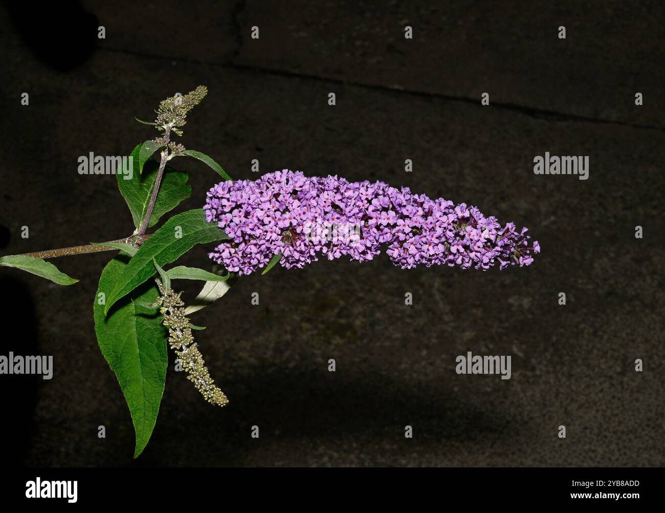 A Butterfly bush inflorescence with two developing side shoots ...