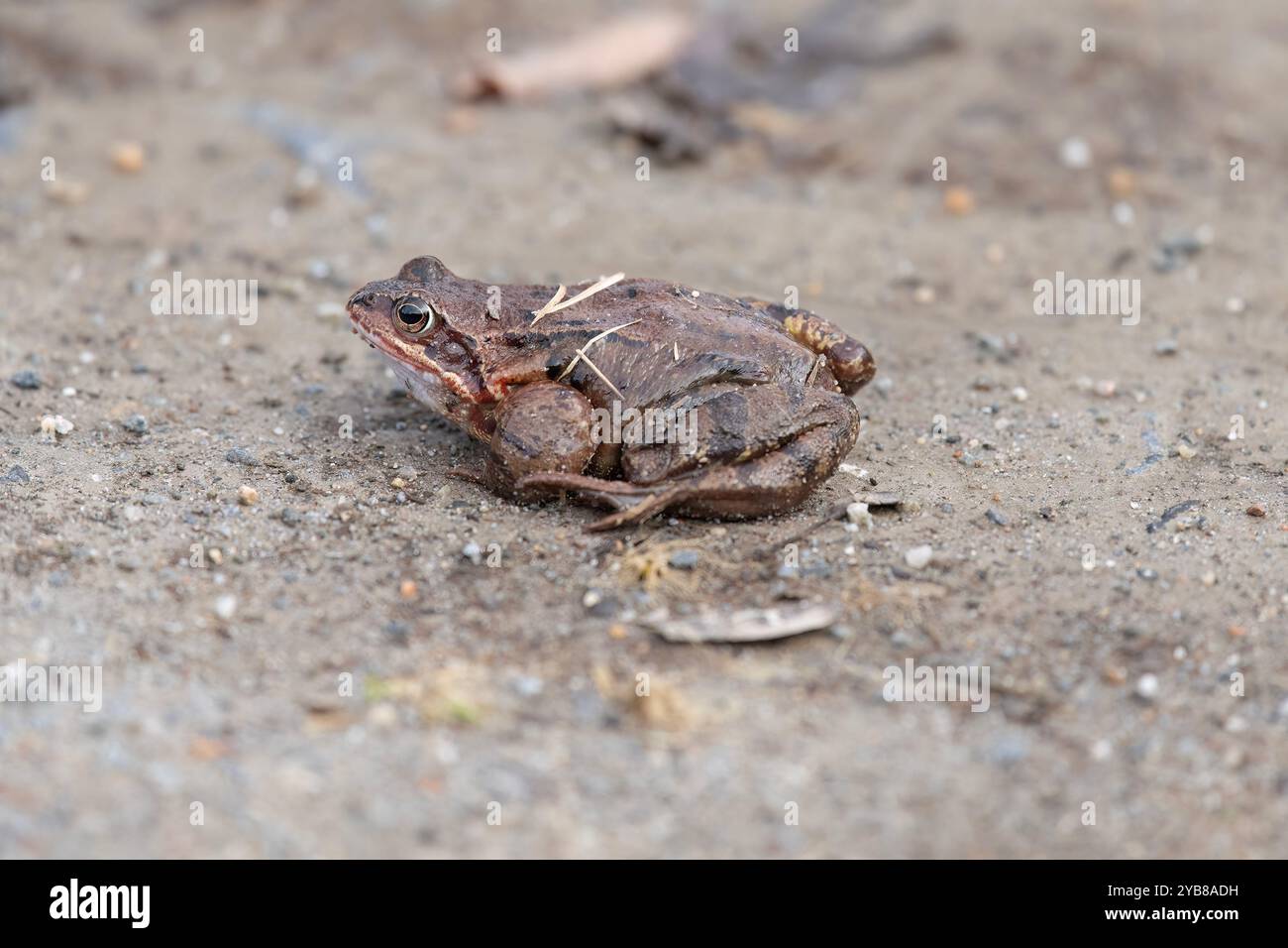 Common toad, close up in the uk Stock Photo - Alamy