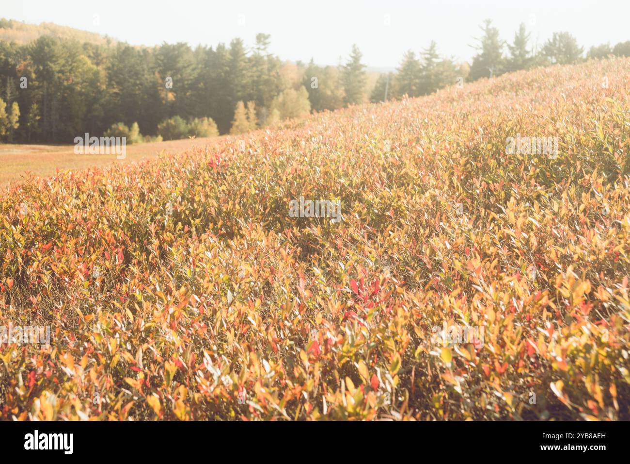 Agriculture Farm Field of Blueberry Barrens in Maine in Fall Stock ...