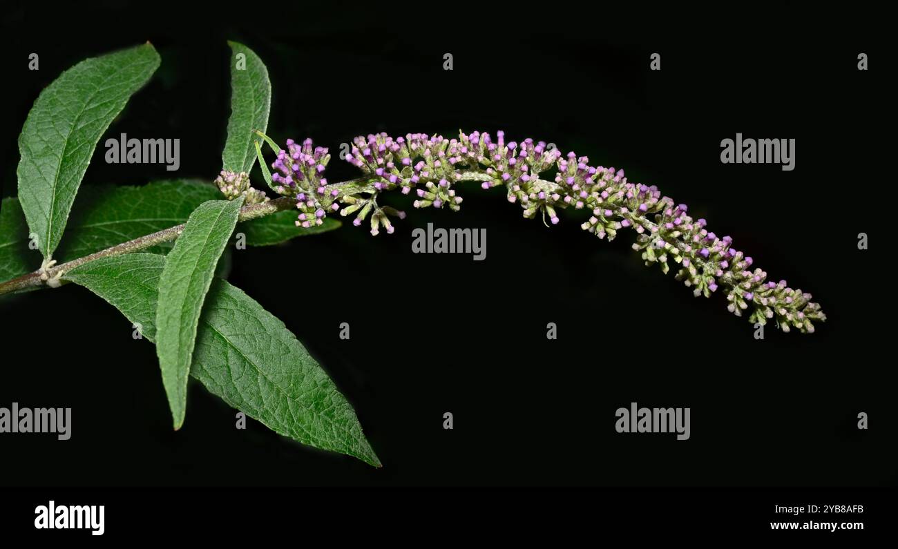 A single stem of Butterfly bush buds with two pairs of leaves against a ...