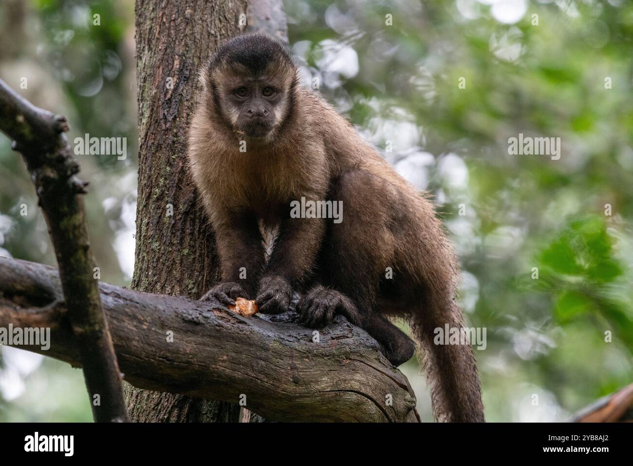 A hooded capuchin sitting on a branch in a tree at Monkeyland Sanctuary ...