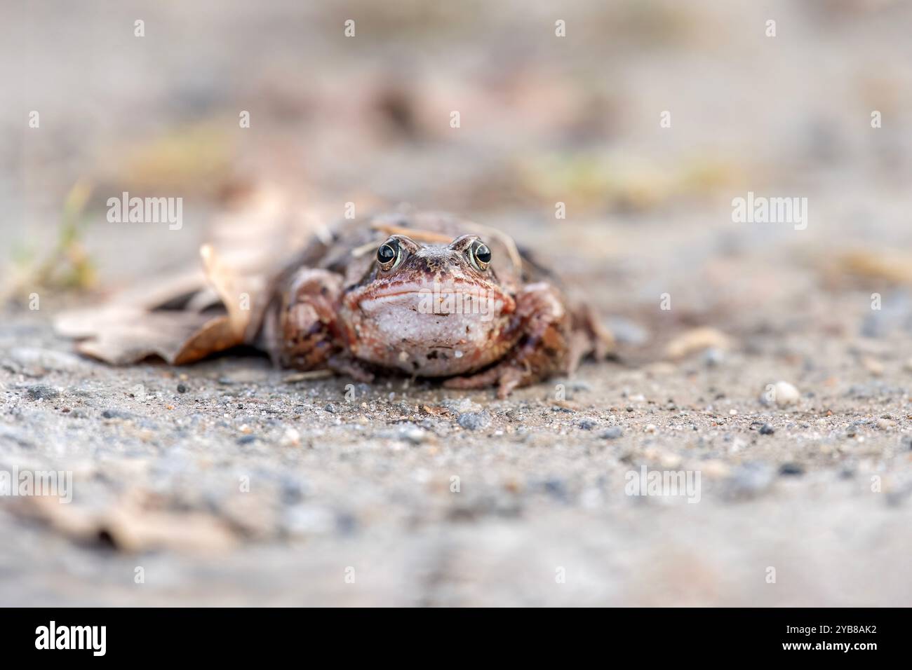 Common toad, close up in the uk Stock Photo - Alamy