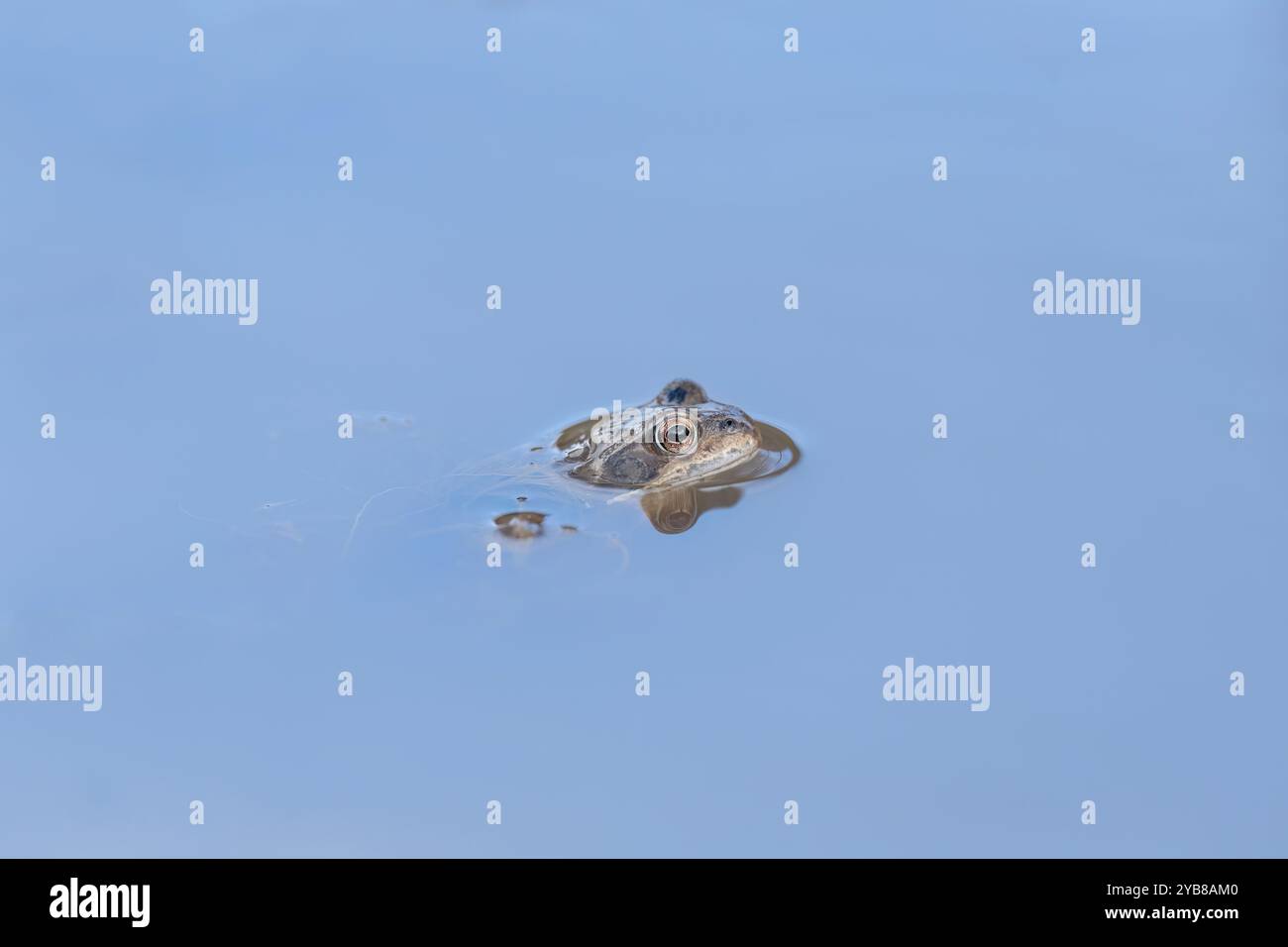 Common toad, close up in a pond in the uk Stock Photo - Alamy