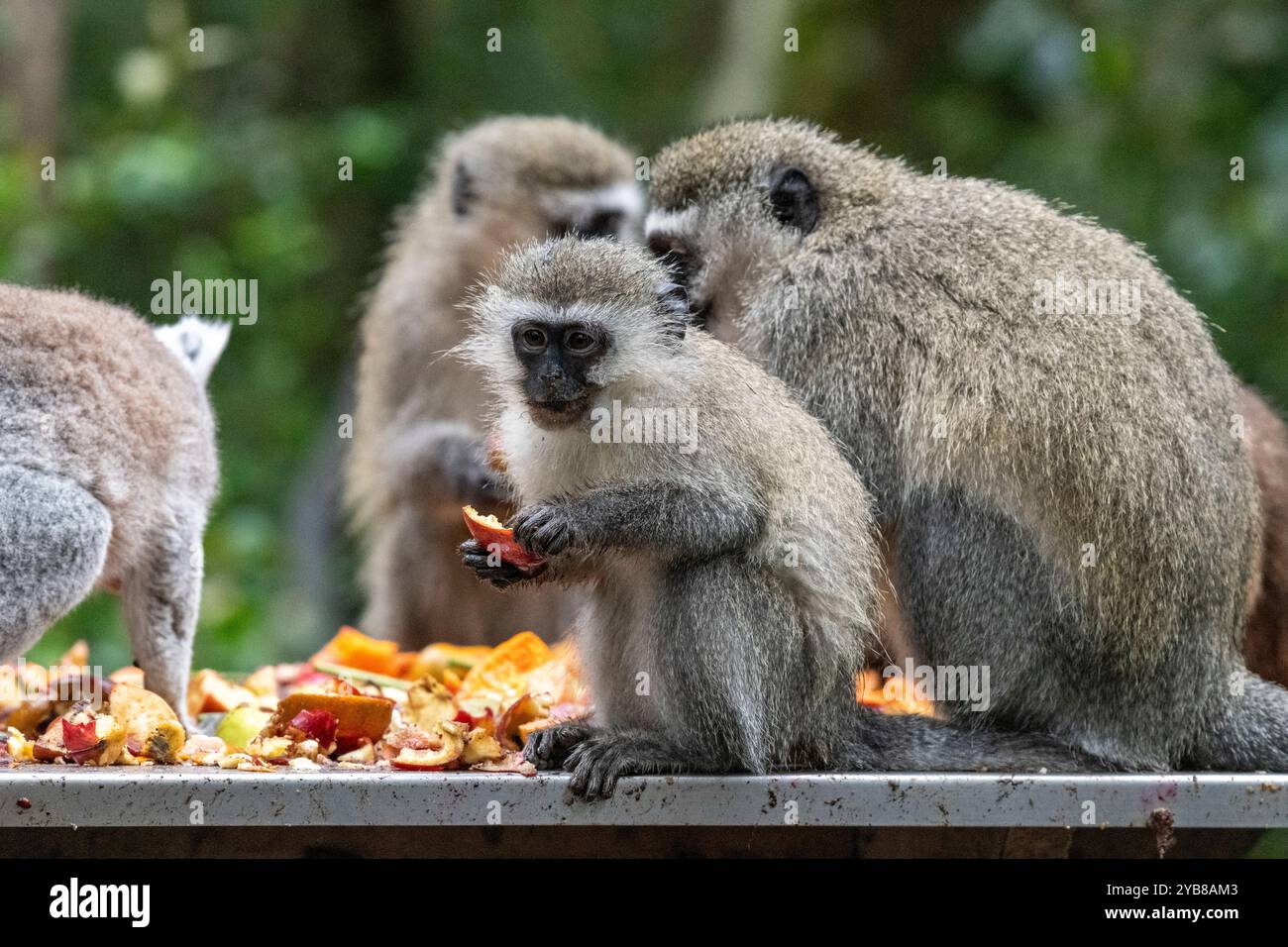 A group / troop of vervet monkeys eating fruit on a platform at ...