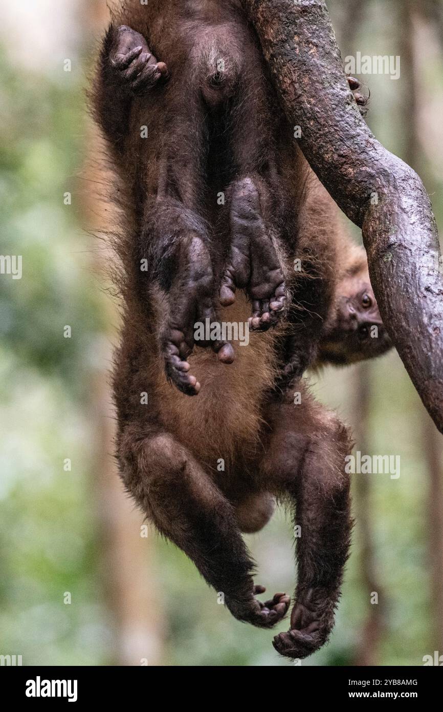 Two hooded capuchin monkeys playing / fighting with each other at ...