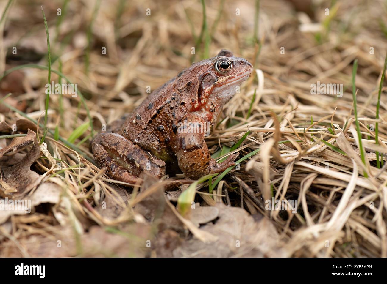 Common toad, close up in the uk Stock Photo - Alamy