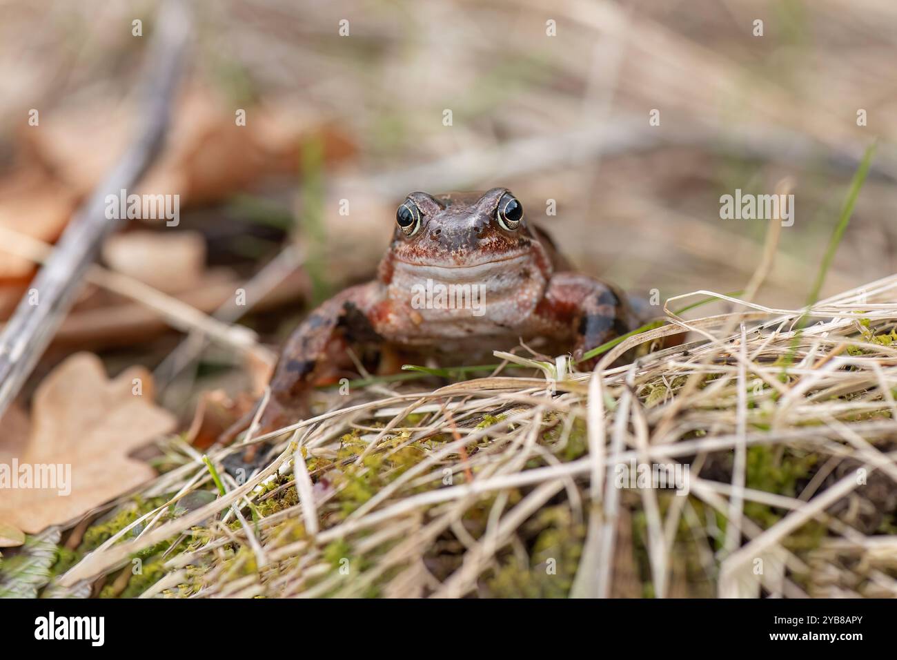 Common toad, close up in the uk Stock Photo - Alamy