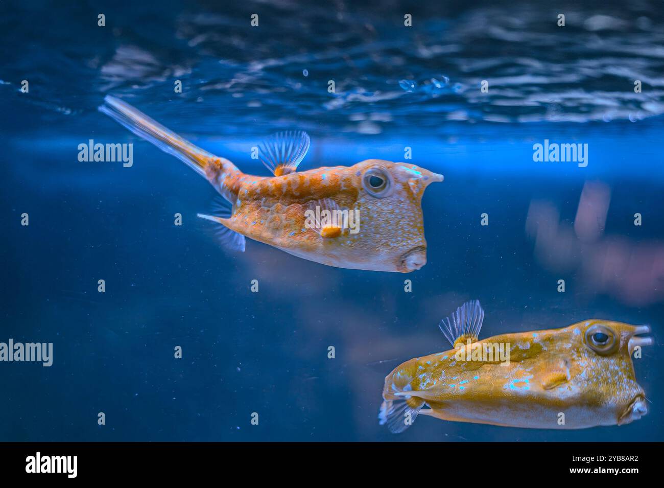 Fish under water, yellow trunk cow fish: lactoria cornuta Stock Photo ...