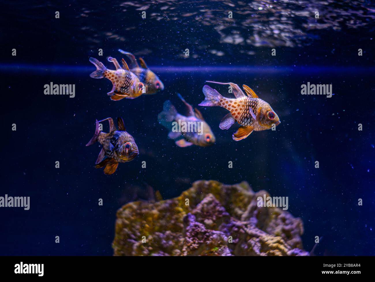 The cute pattern pajama cardinalfish. pajama cardinalfish in closeup ...