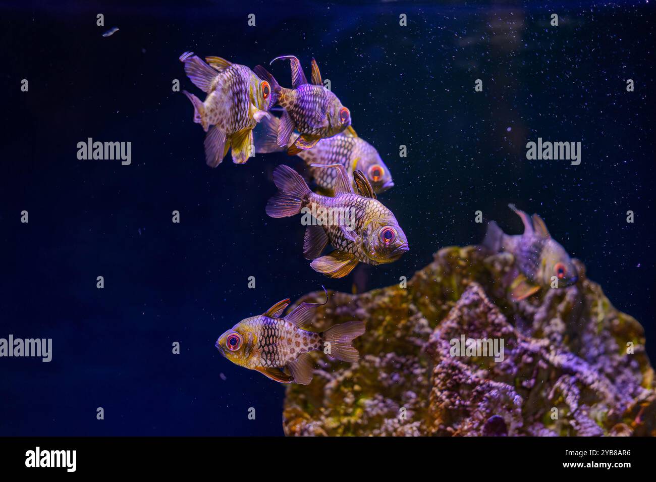 The cute pattern pajama cardinalfish. pajama cardinalfish in closeup ...