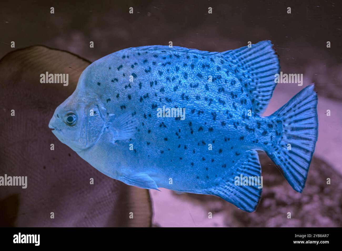 A spotted scat green scat, ruby or red scat on isolated white ...