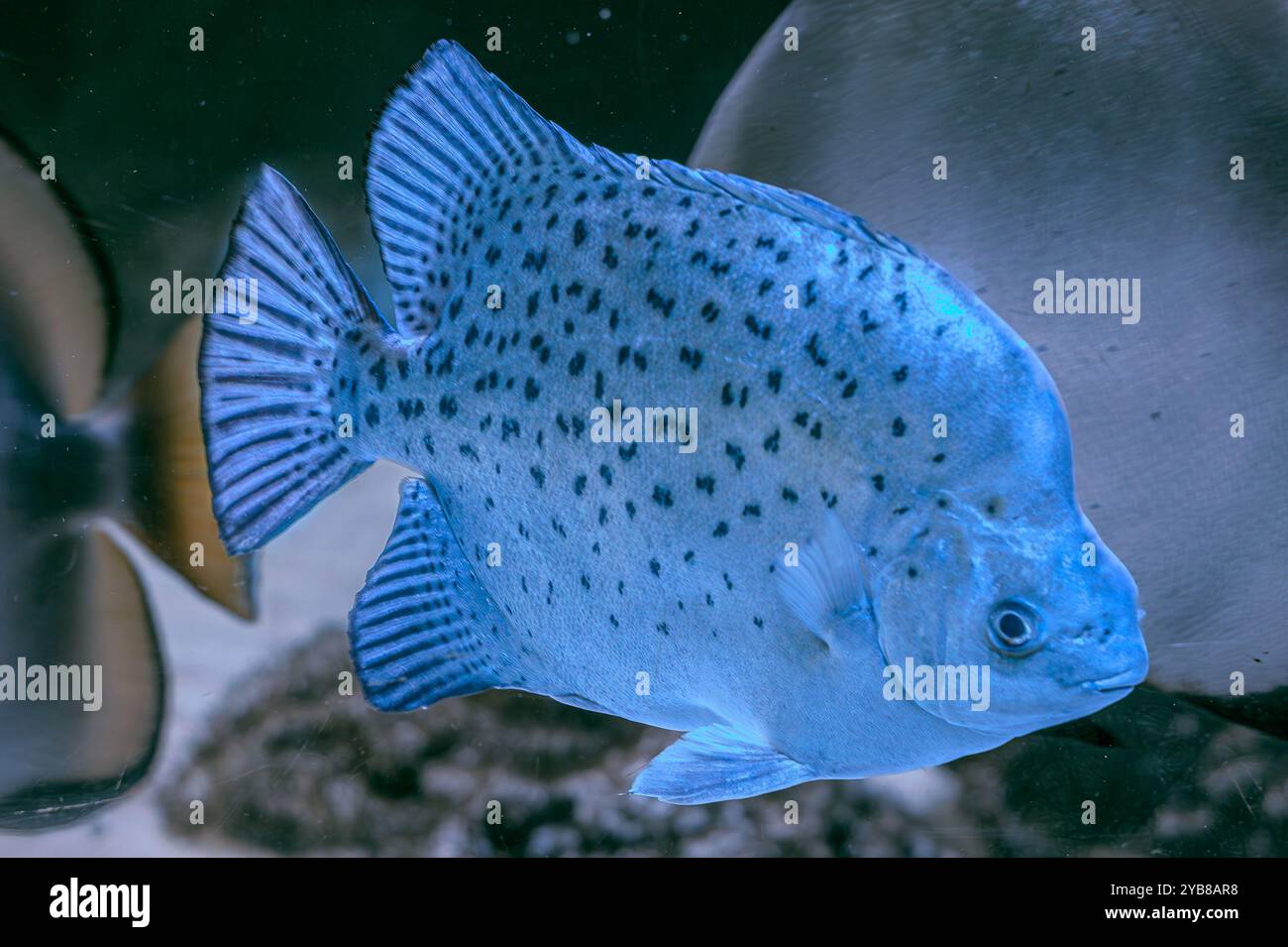 A spotted scat green scat, ruby or red scat on isolated white ...