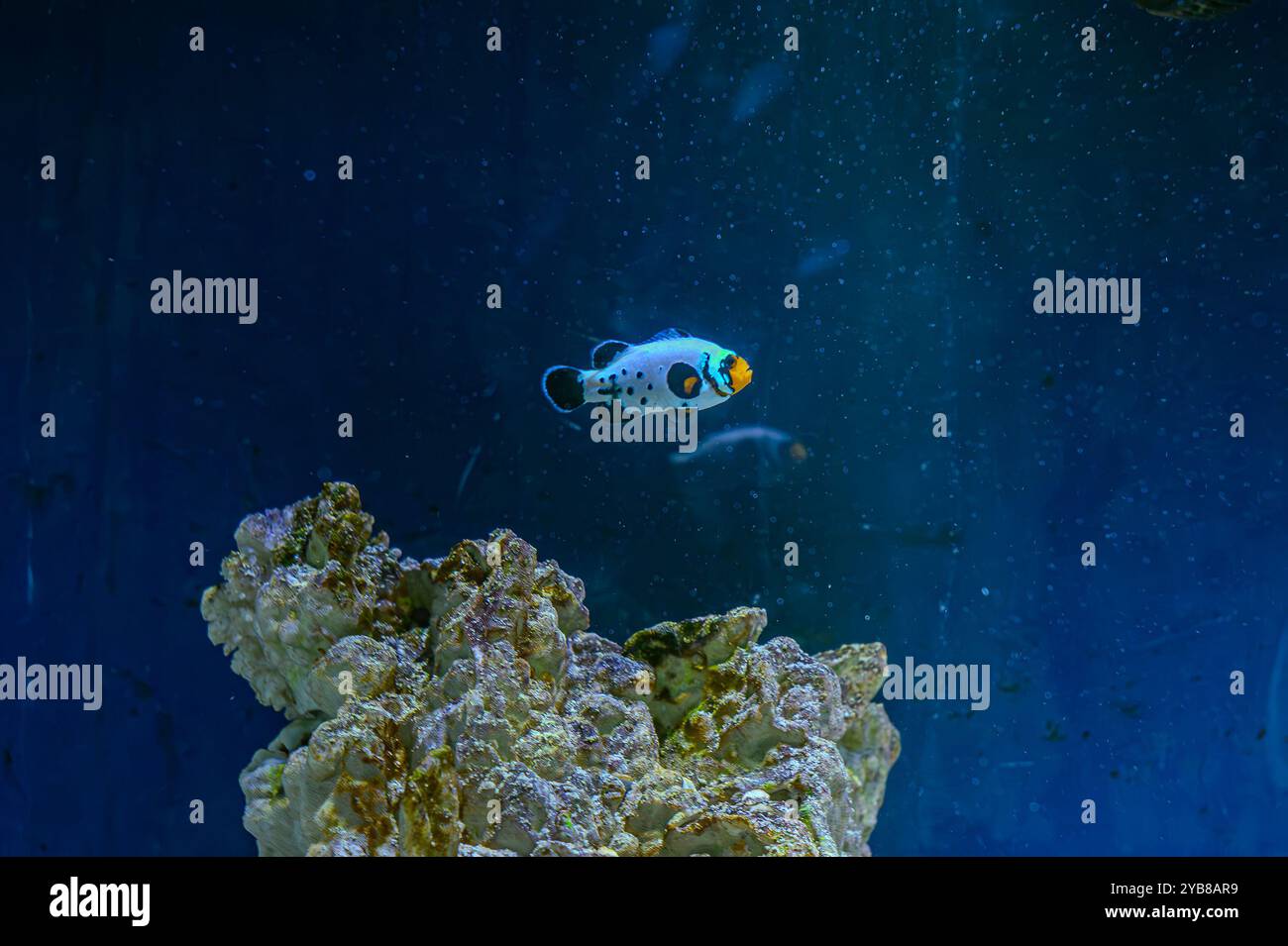 Animals of the underwater sea world. Ecosystem. Colorful tropical fish ...