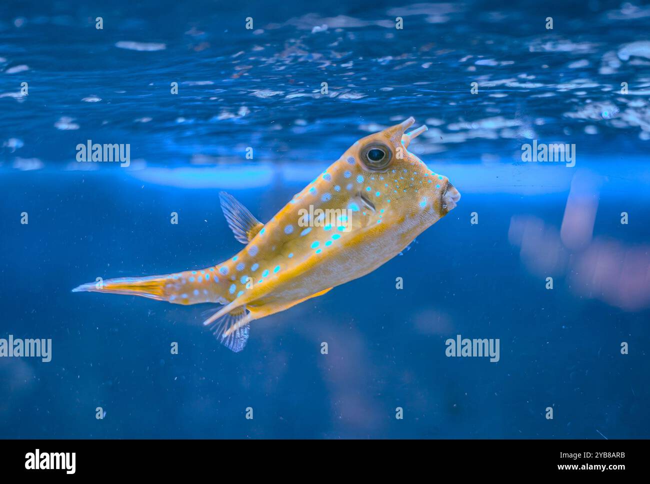 Fish under water, yellow trunk cow fish: lactoria cornuta Stock Photo ...