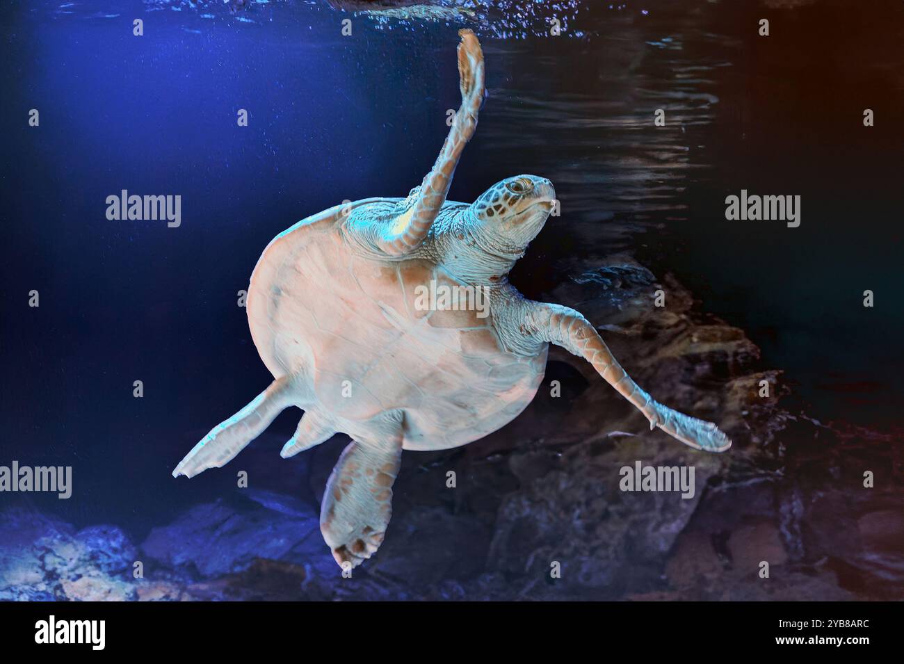 photo of Sea turtle in the Galapagos island. Green sea turtle swimming ...