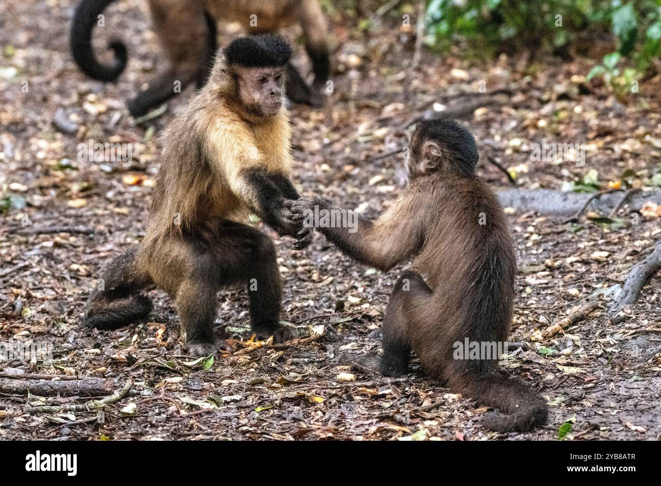 Capuchin monkeys fighting hi-res stock photography and images - Alamy