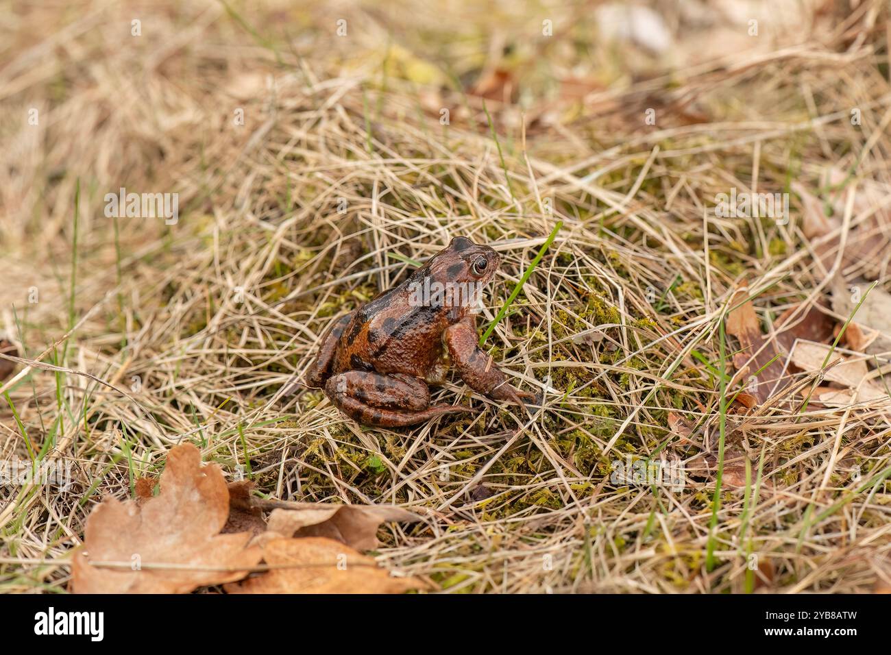 Common toad, close up in the uk Stock Photo - Alamy