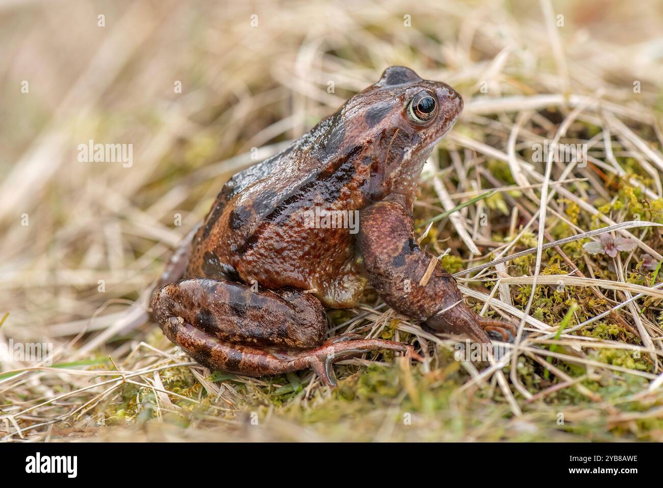 Common toad, close up in the uk Stock Photo - Alamy