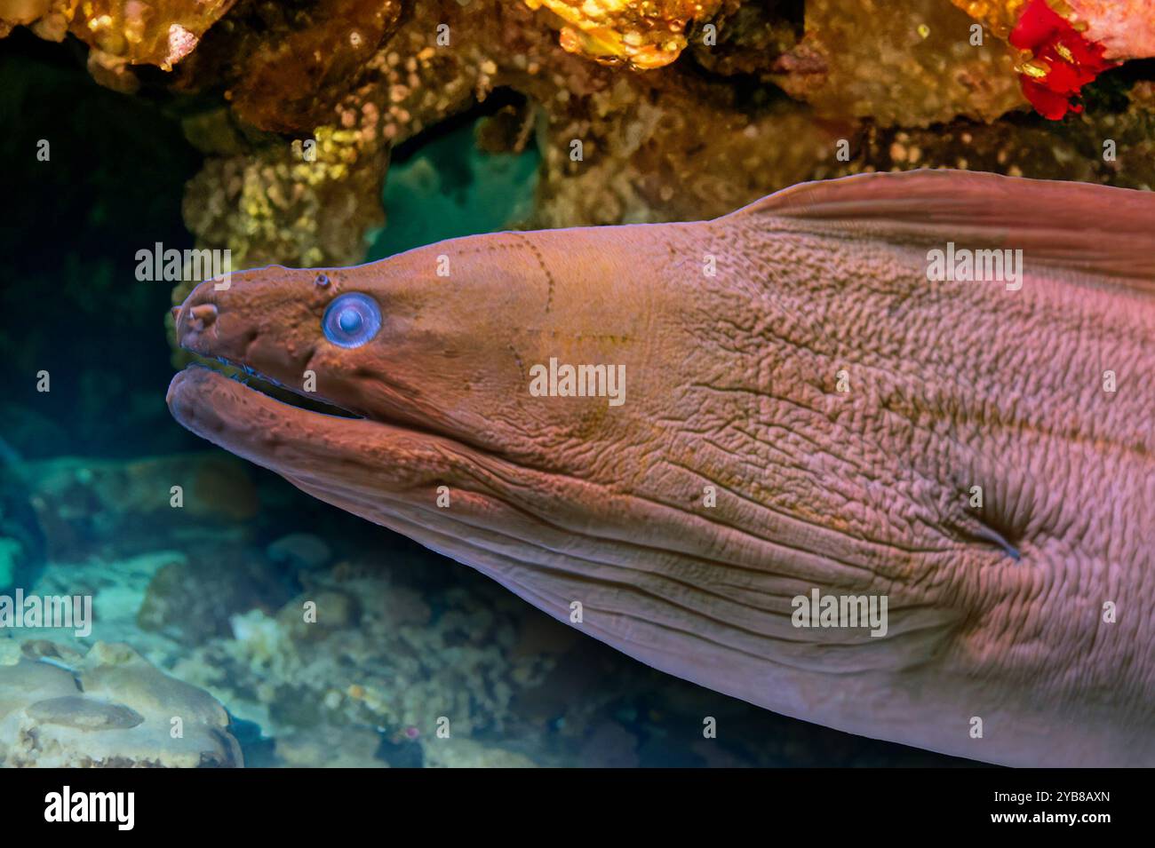 Moray eel portrait in the underwater. Underwater moray eel. Moray eel ...
