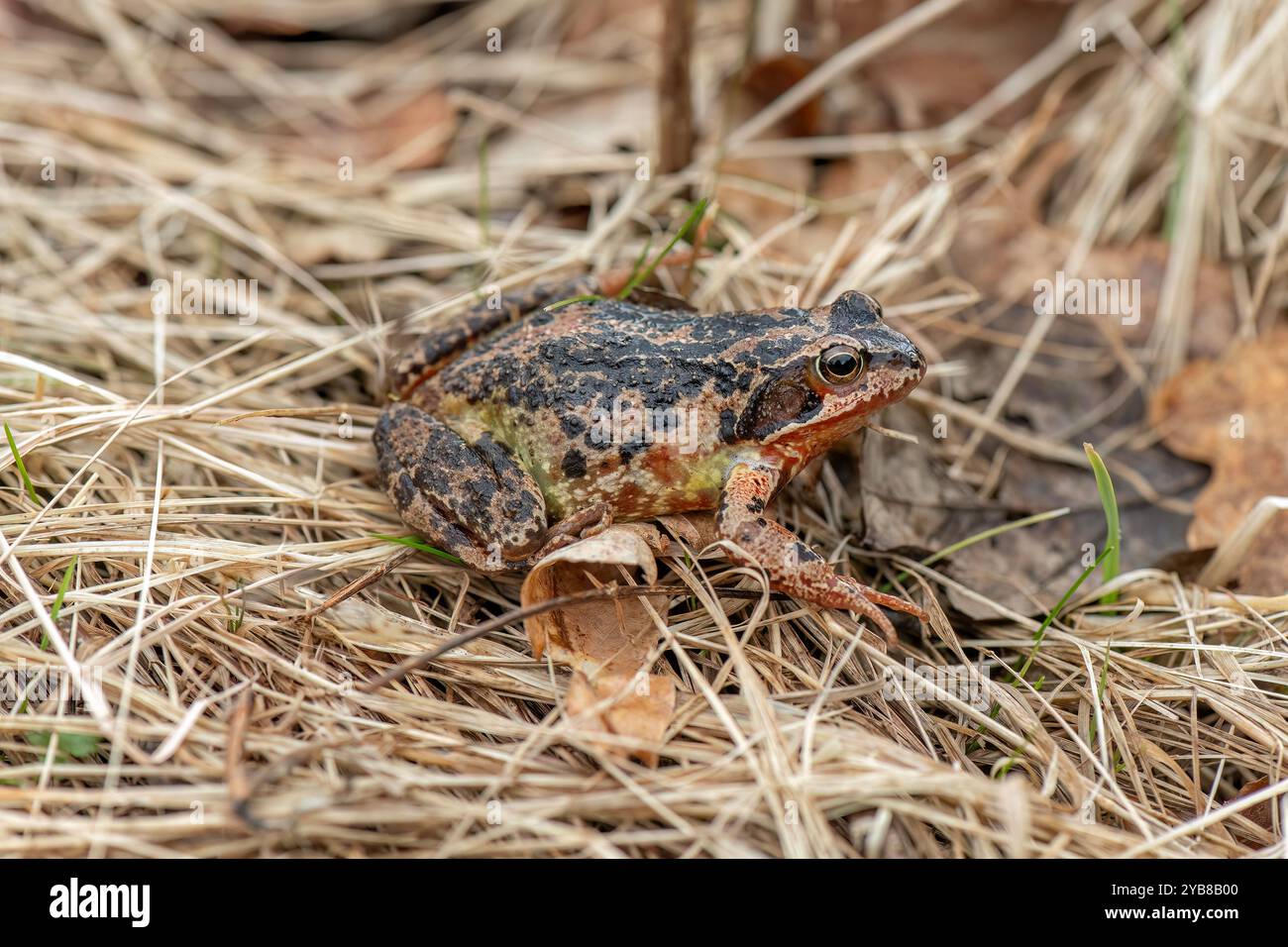 Common toad, close up in the uk Stock Photo - Alamy