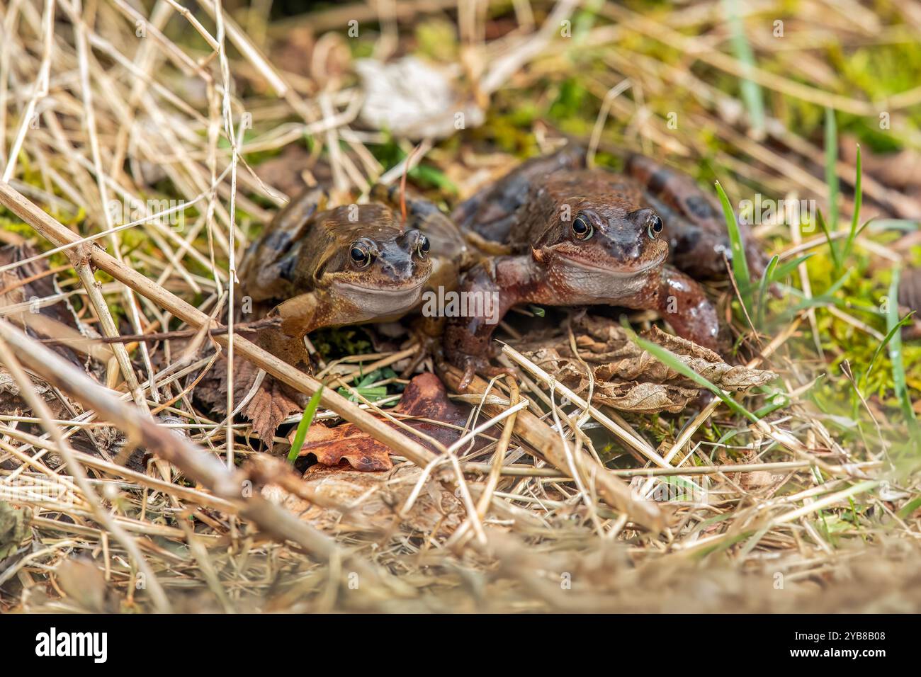 Common toads, close up in the uk Stock Photo - Alamy
