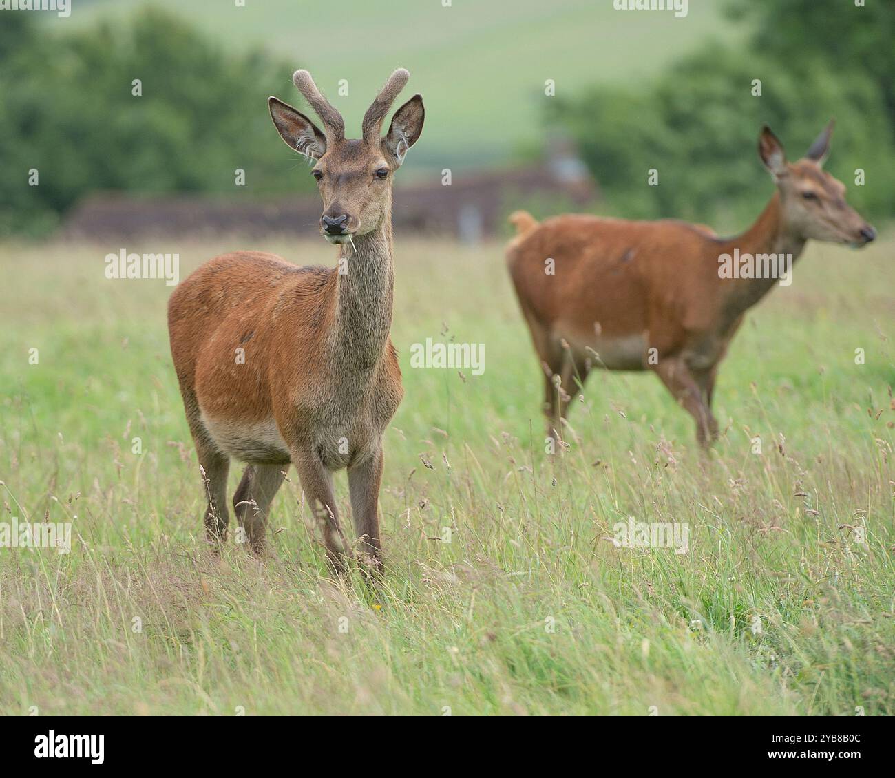 red deer (Cervus Elaphus Stock Photo - Alamy