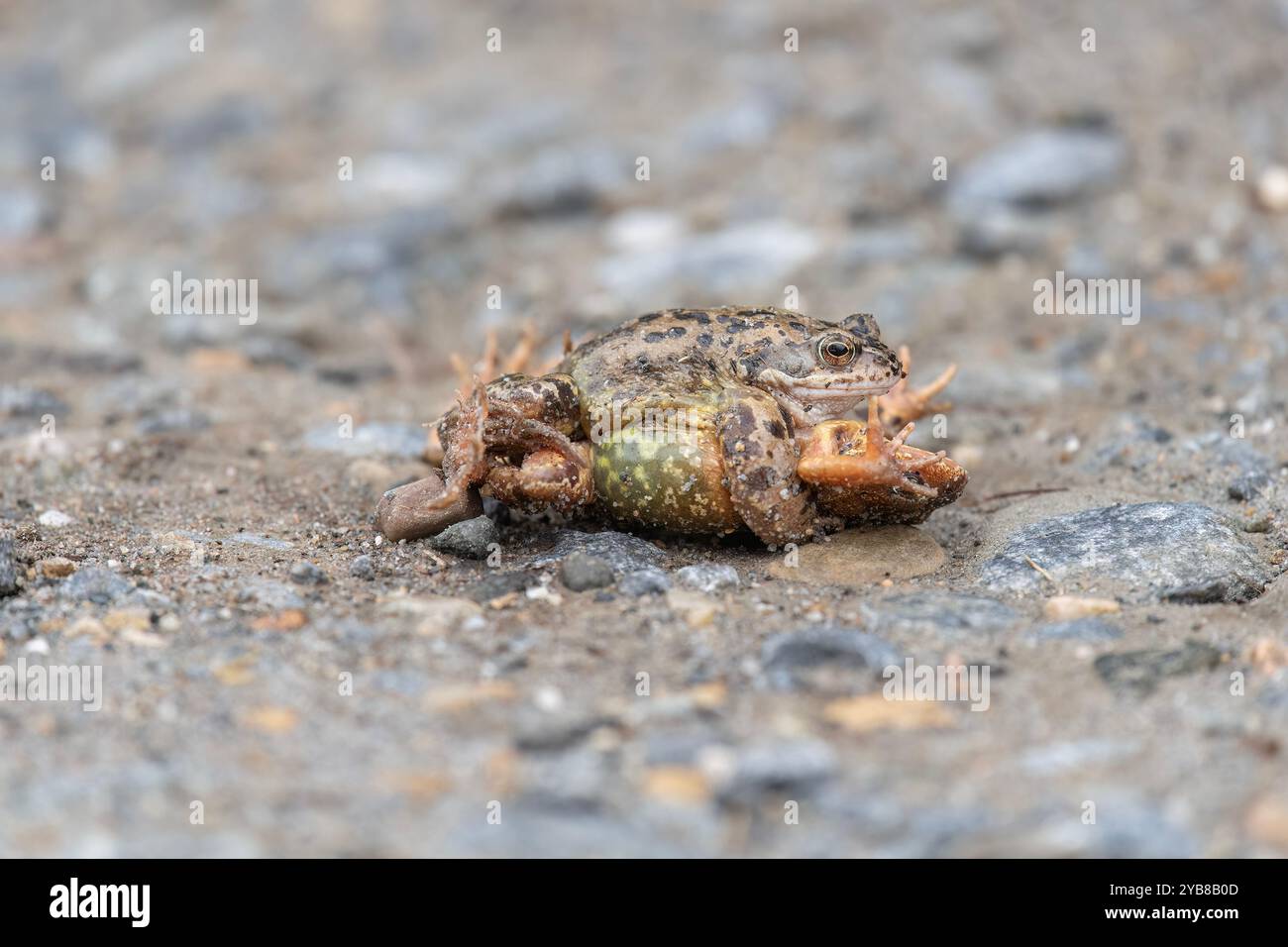 Common toads, fighting in the uk Stock Photo - Alamy