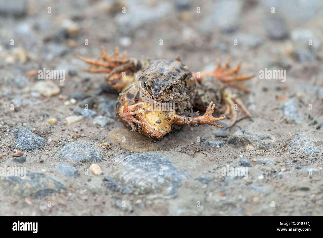 Common toads, fighting in the uk Stock Photo - Alamy