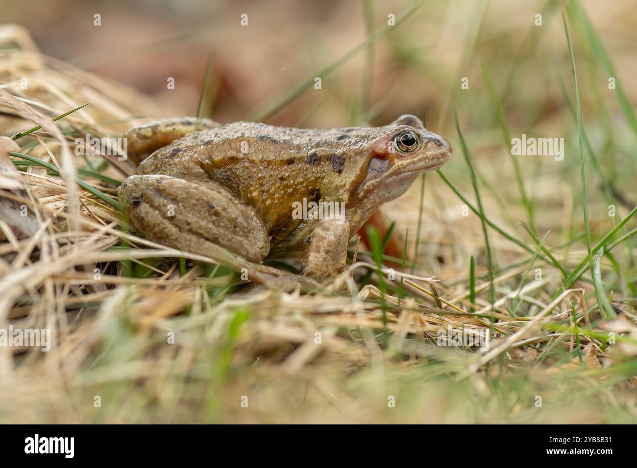 Common toad, close up in the uk Stock Photo - Alamy