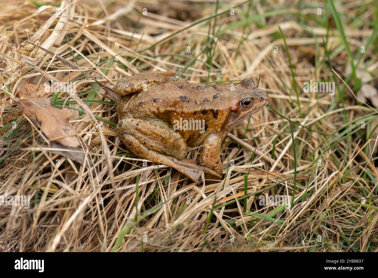 Common toad, close up in the uk Stock Photo - Alamy