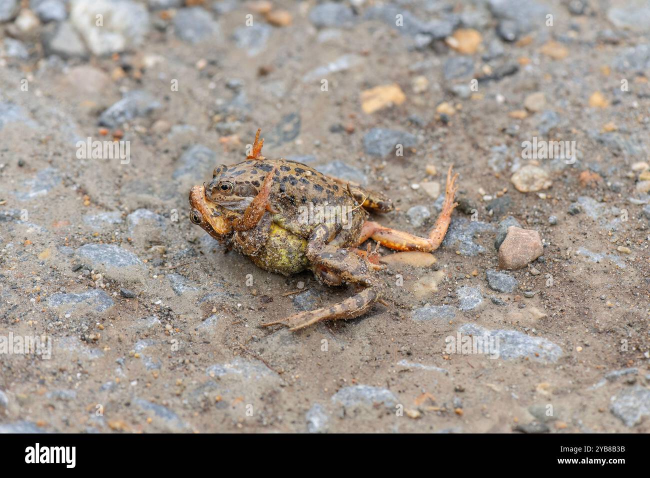 Common toads, fighting in the uk Stock Photo - Alamy