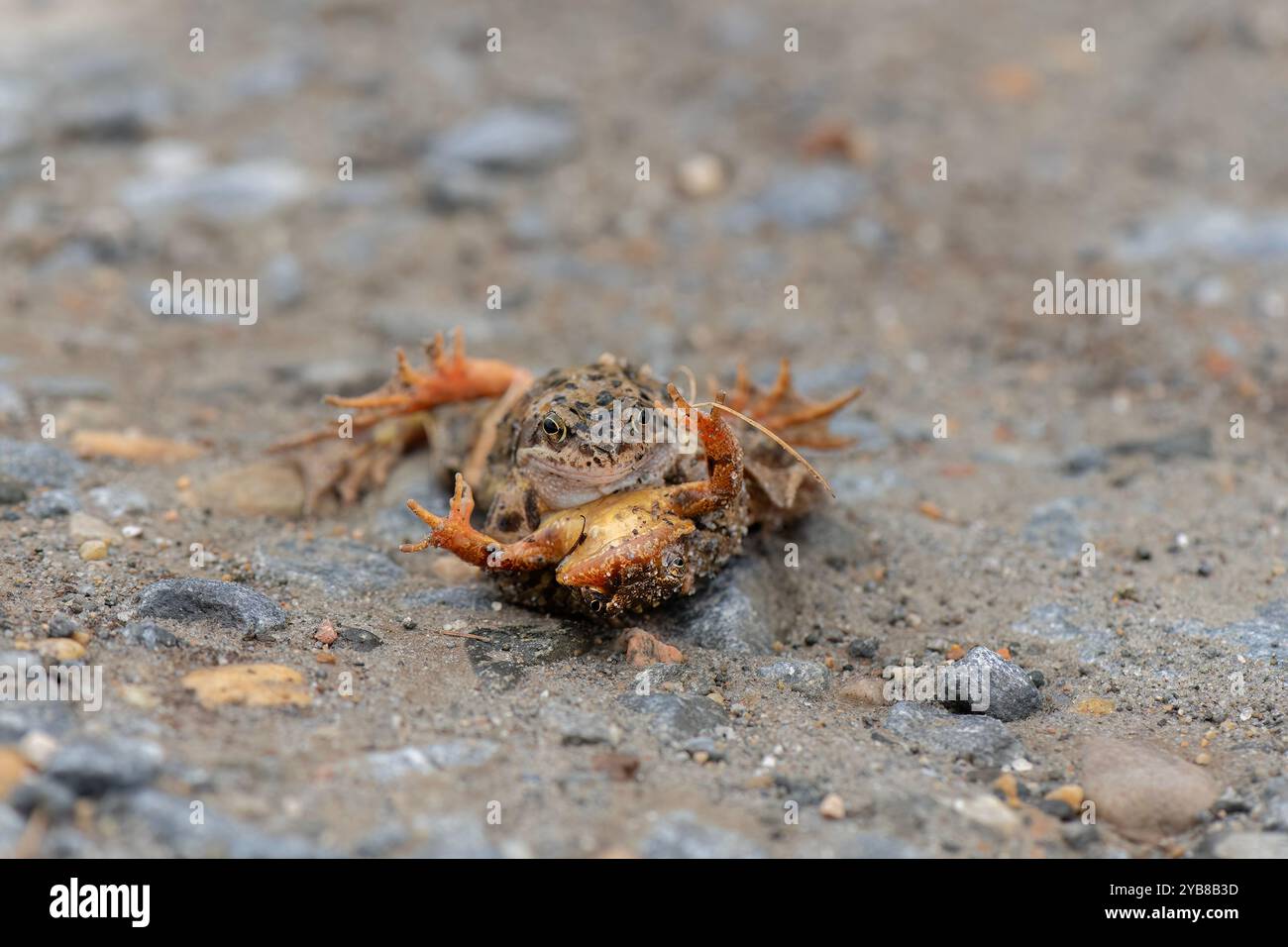 Common toads, fighting in the uk Stock Photo - Alamy