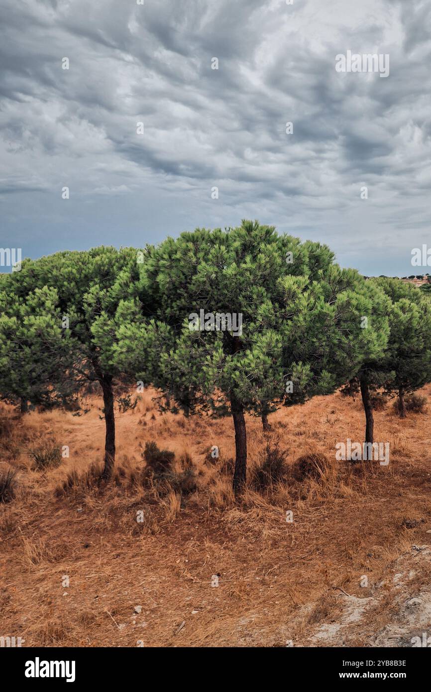 A dramatic scene featuring three pine trees standing against a cloudy ...