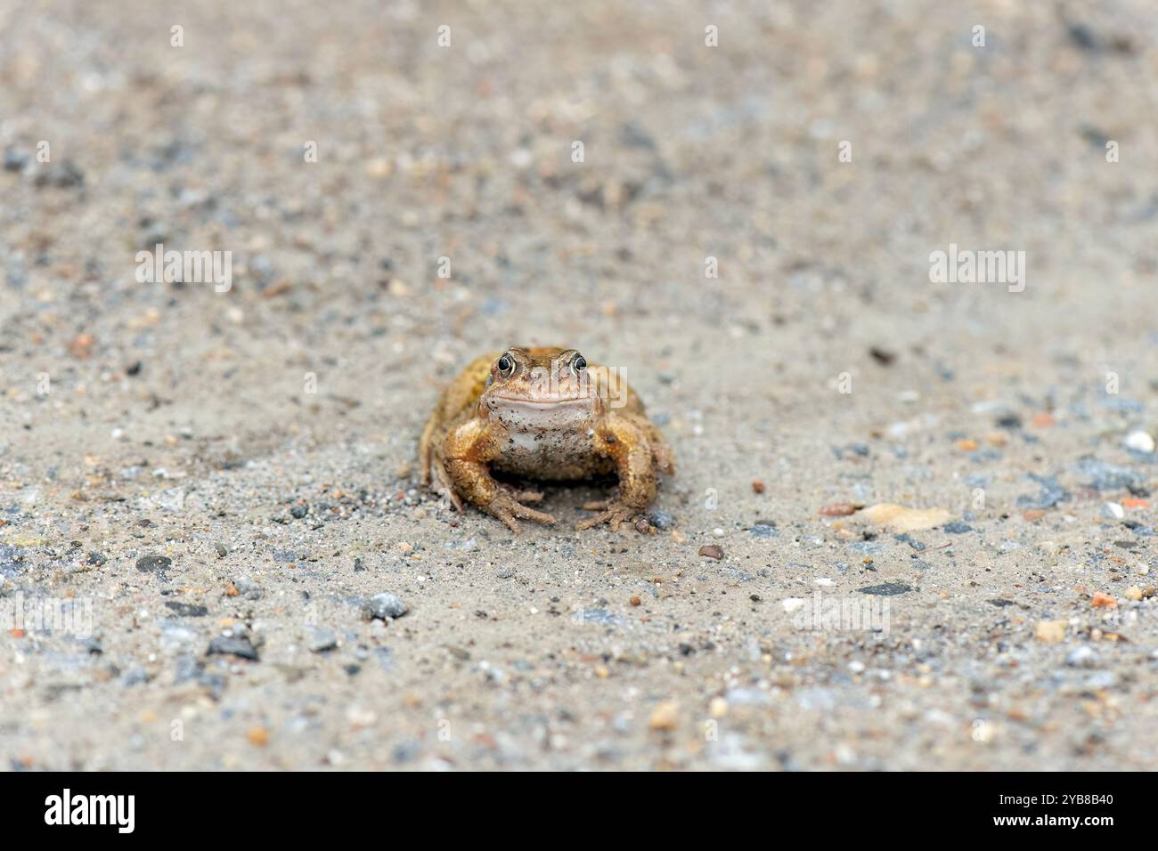 Common toad, close up in the uk Stock Photo - Alamy