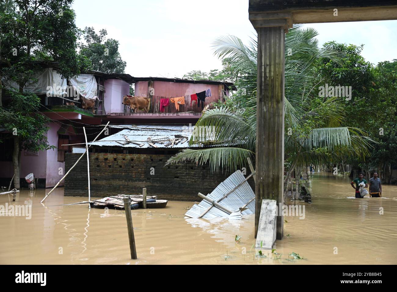 People wade through floodwaters in Feni District, Bangladesh, on August ...