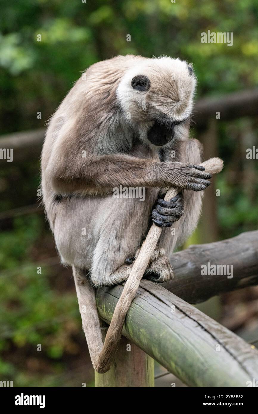 A monkey examining and cleaning its tail at Monkeyland Sanctuary in ...