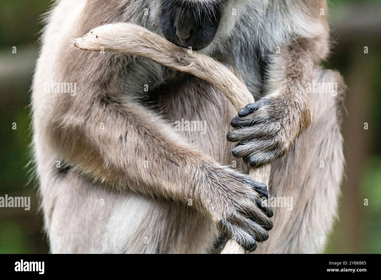 A monkey examining and cleaning its tail at Monkeyland Sanctuary in ...