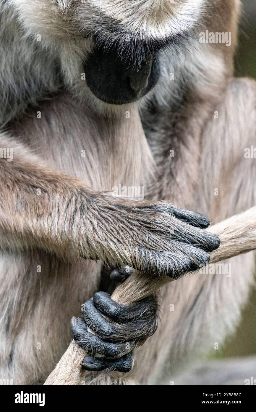 A monkey examining and cleaning its tail at Monkeyland Sanctuary in ...