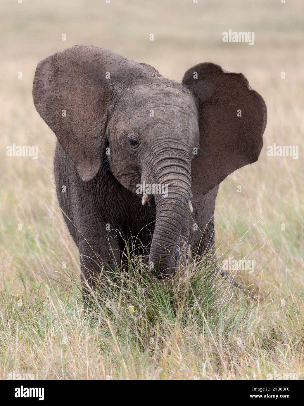This is is an African Bush Elephant. It comprises two living elephant ...
