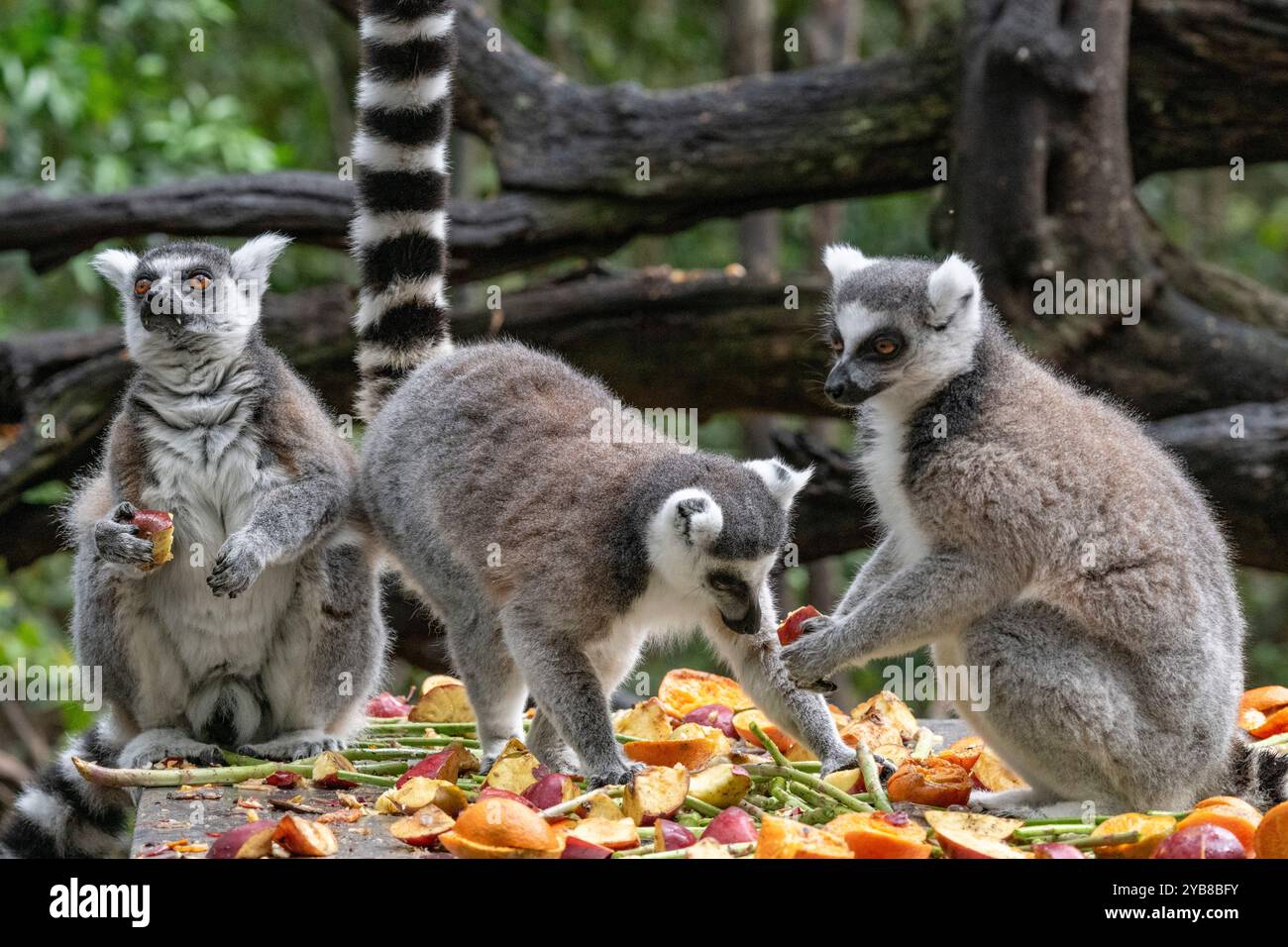 A group / troop of ring tailed lemurs eating fruit at Monkeyland ...