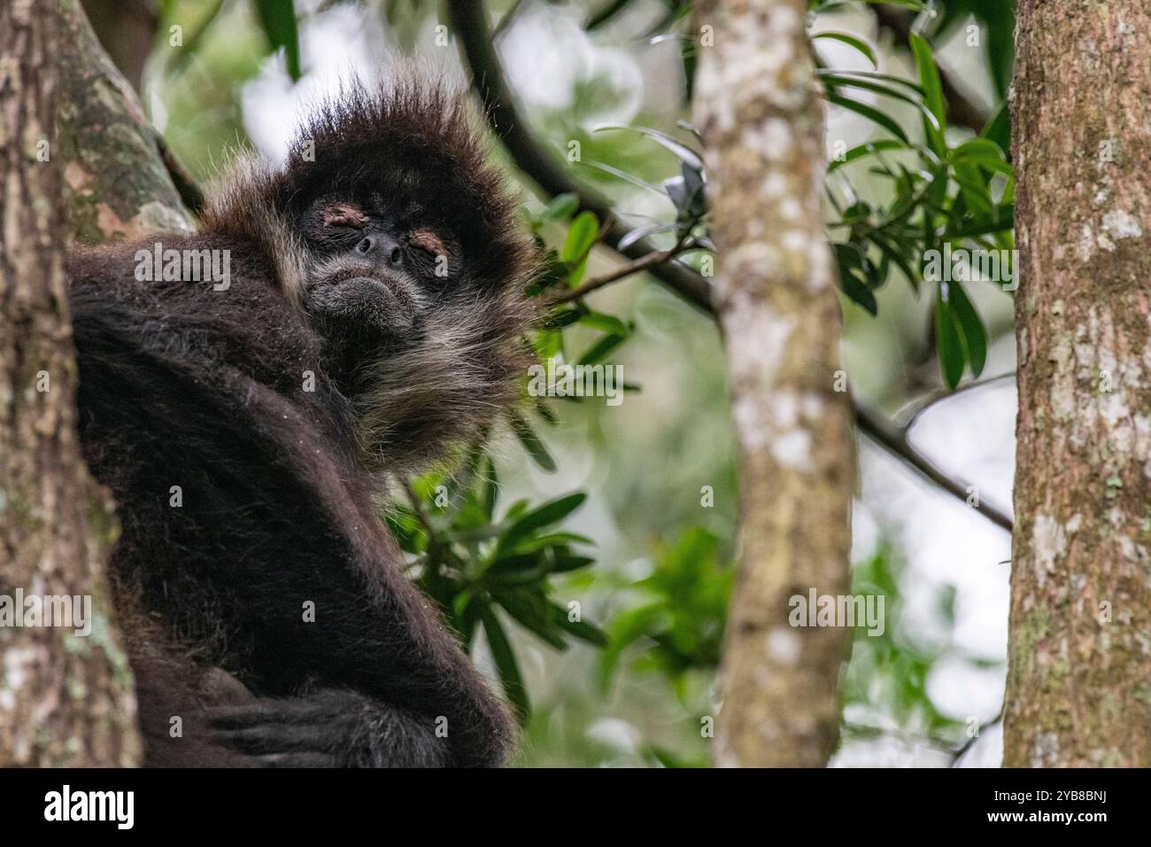 A spider monkey sleeping high up in a tree at Monkeyland Sanctuary in ...