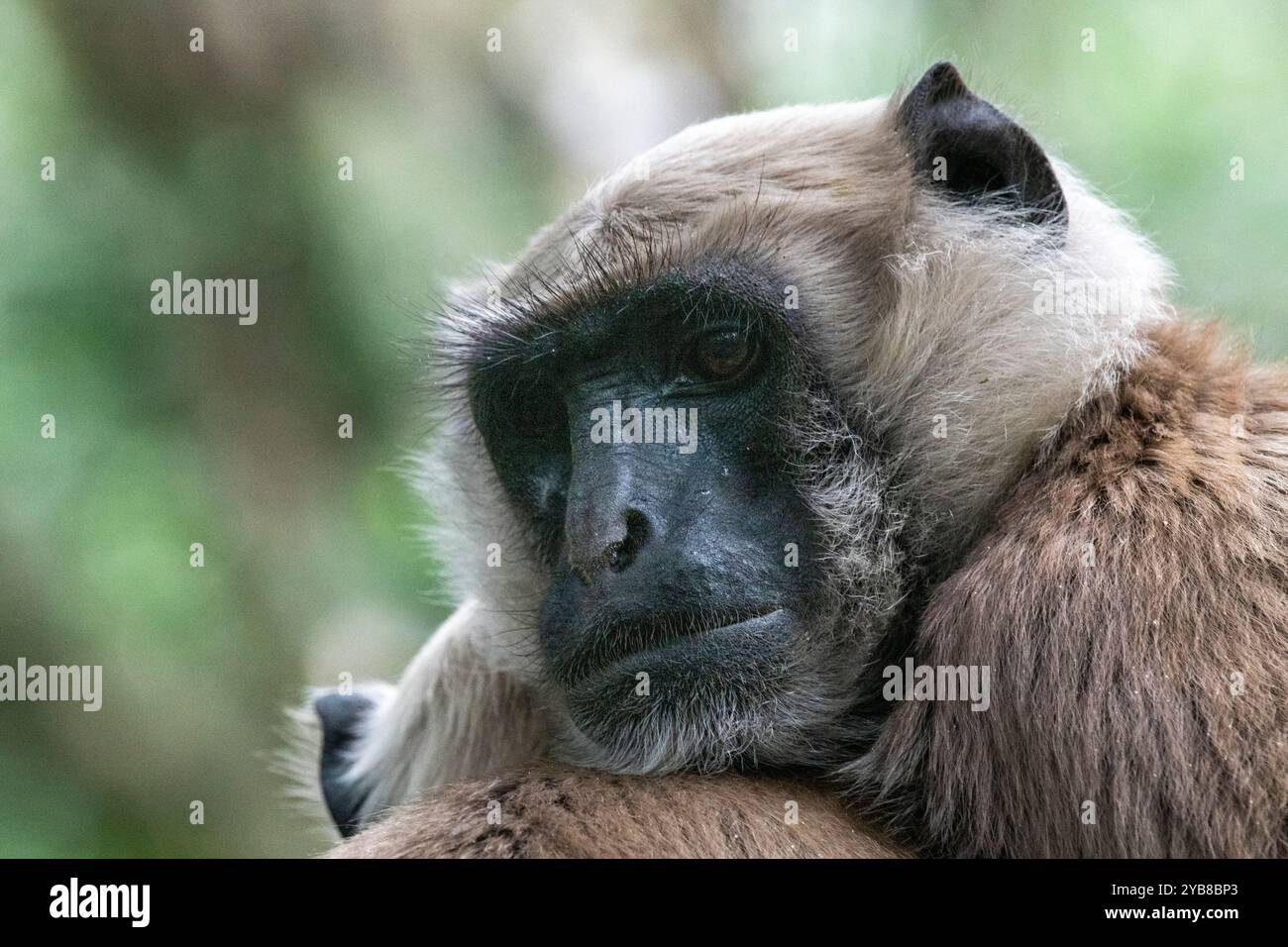 A couple of monkeys embracing each other at Monkeyland Sanctuary in ...