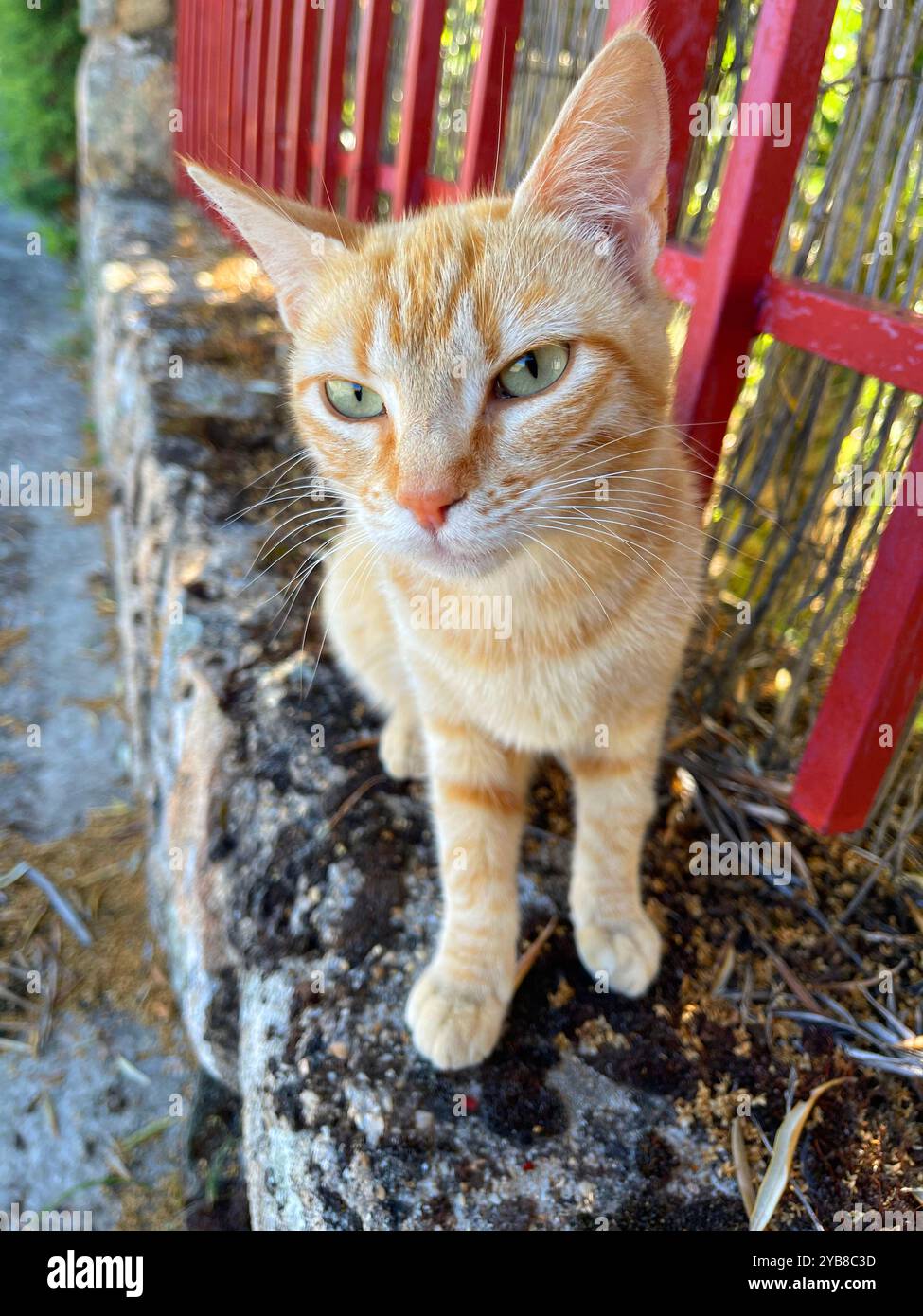 Orange tabby cat Stock Photo - Alamy