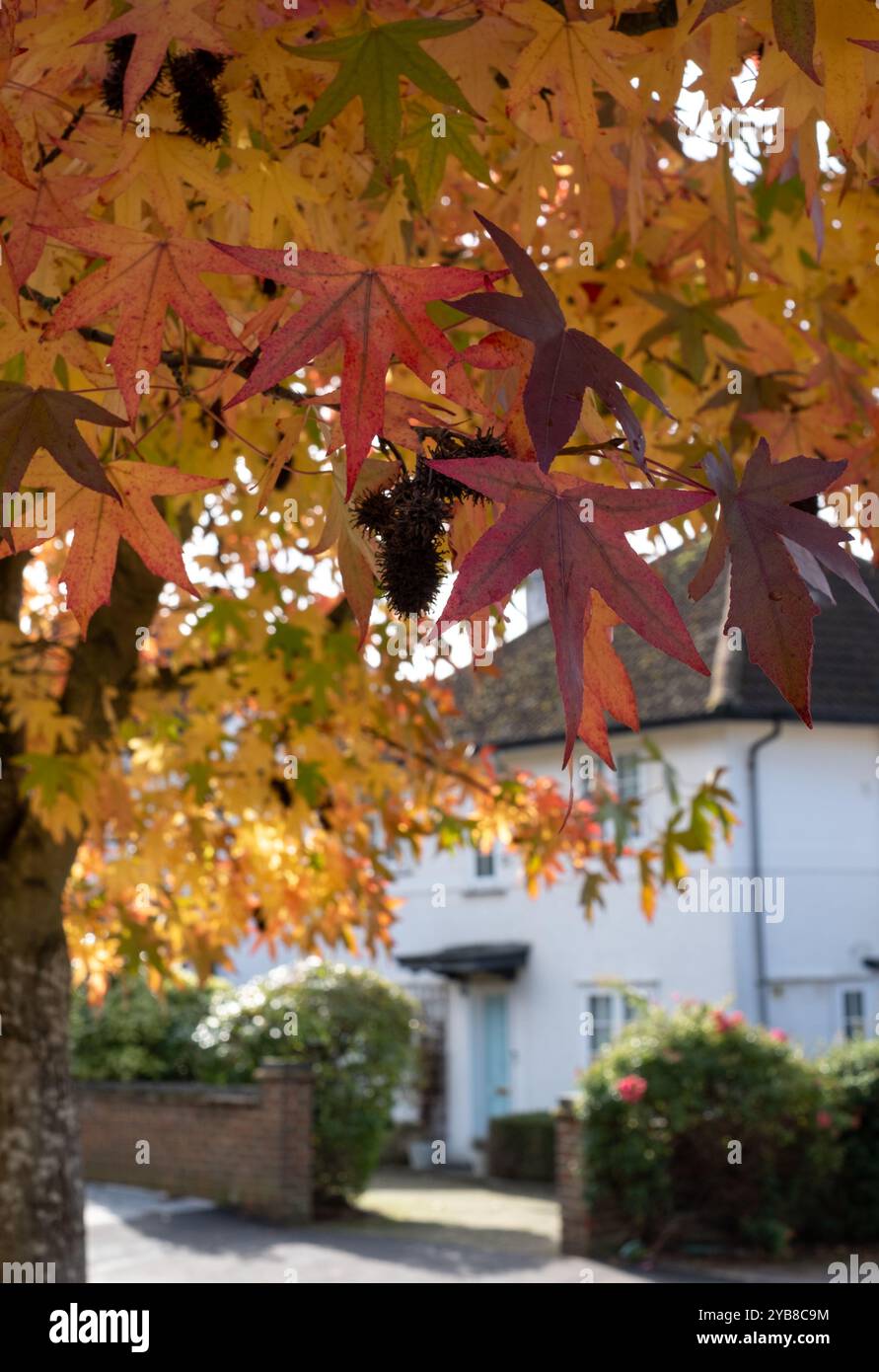 Red maple tree, also known as Acer Rubrum, in a blaze of colour in ...