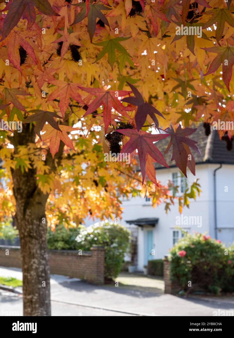 Red maple tree, also known as Acer Rubrum, in a blaze of colour in ...