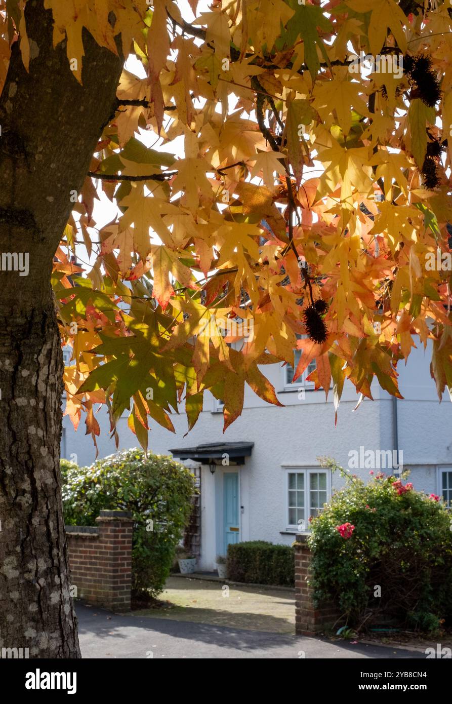 Red maple tree, also known as Acer Rubrum, in a blaze of colour in ...