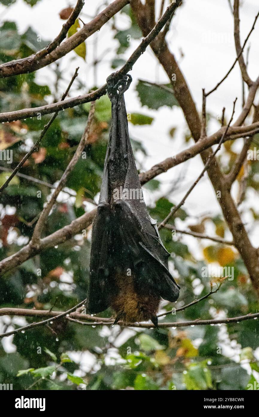 A bat hanging upside down from a branch inside the Birds of Eden ...