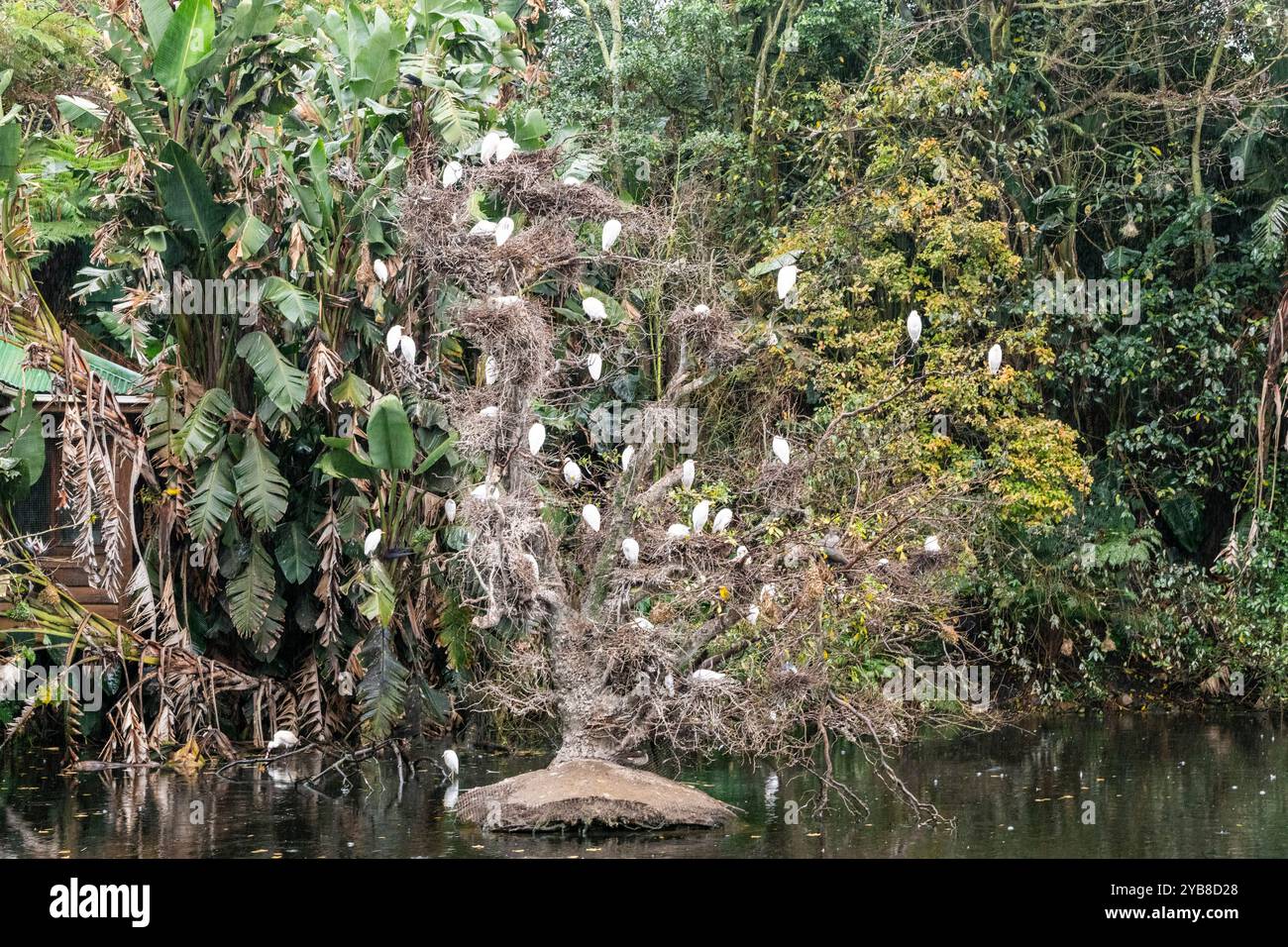 A flock of birds perched on a tree inside the Birds of Eden sanctuary ...