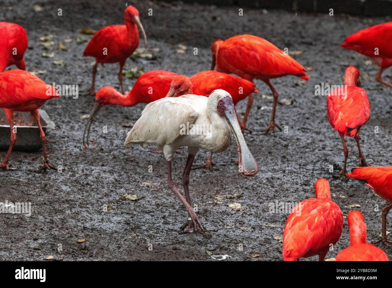 A royal spoonbill bird walking through a congregation of red ibis ...